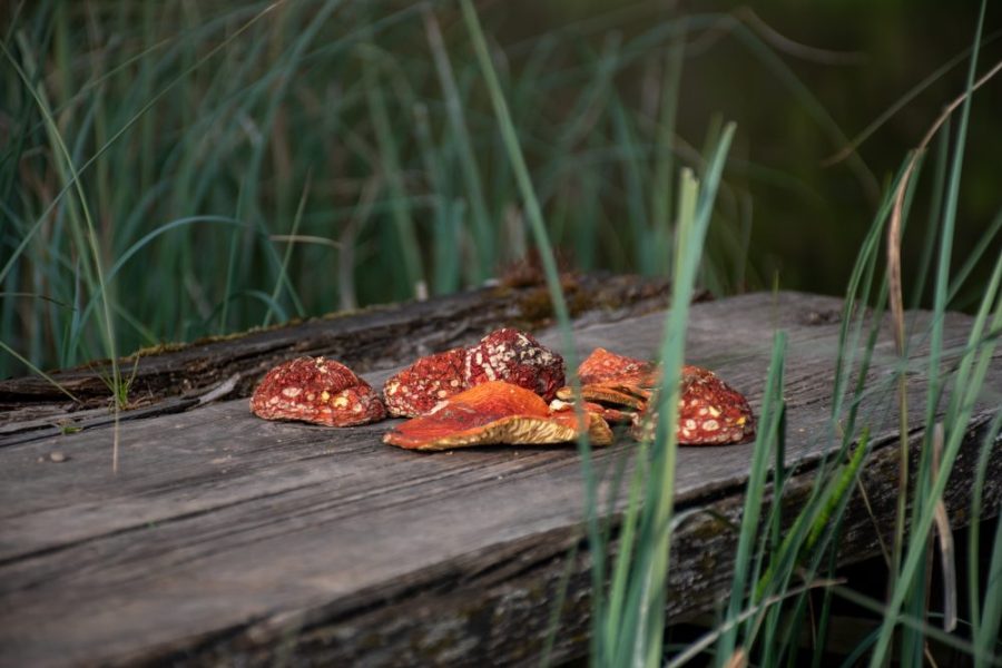 A Fascinating History of Amanita Muscaria Mushrooms - Piratebrowser.com